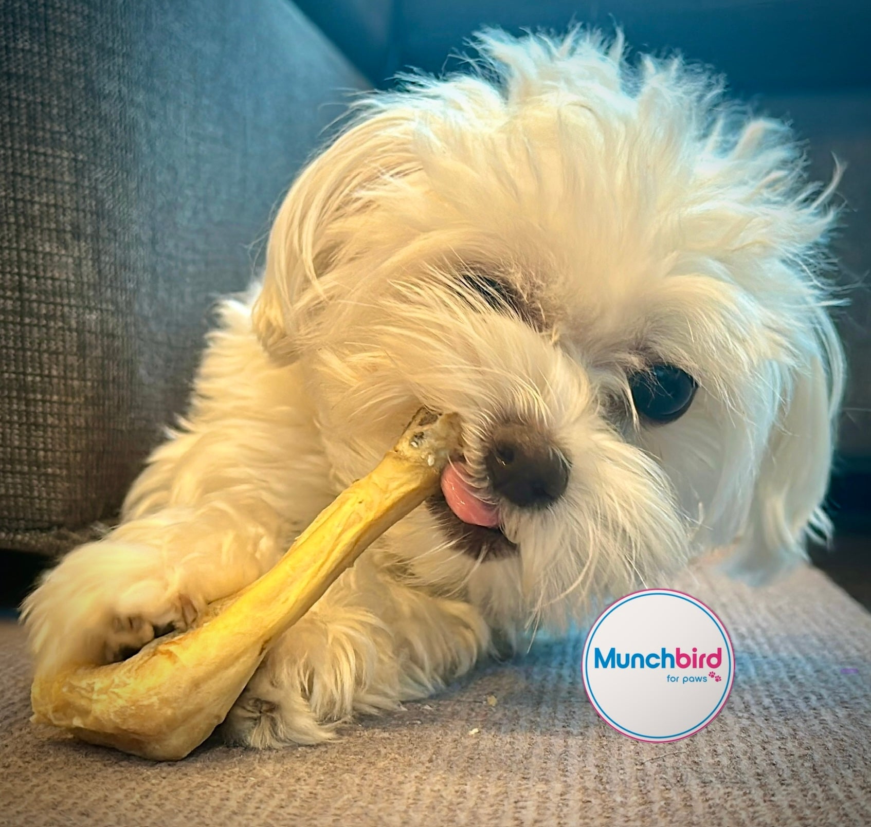 Healthy Corium Collagen Bones? (2024) Easy Chew Sticks, beef, lamb, pi ...