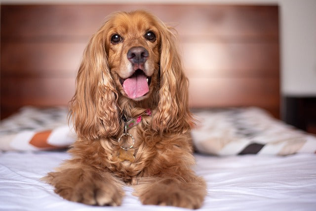 18 Most Common Cocker Spaniel Health Problems and How to Prevent ...