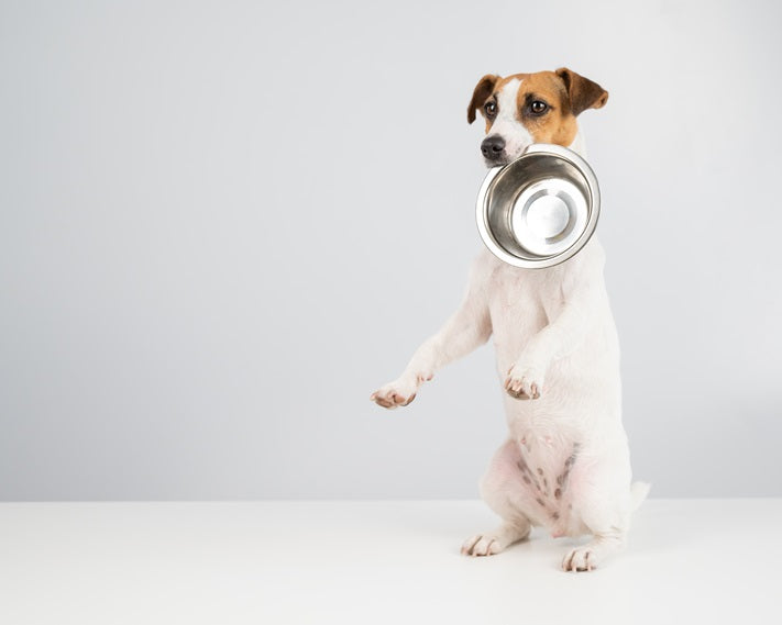 12 Easy Tricks to Teach Your Dog with Pro Tips – Munchbird