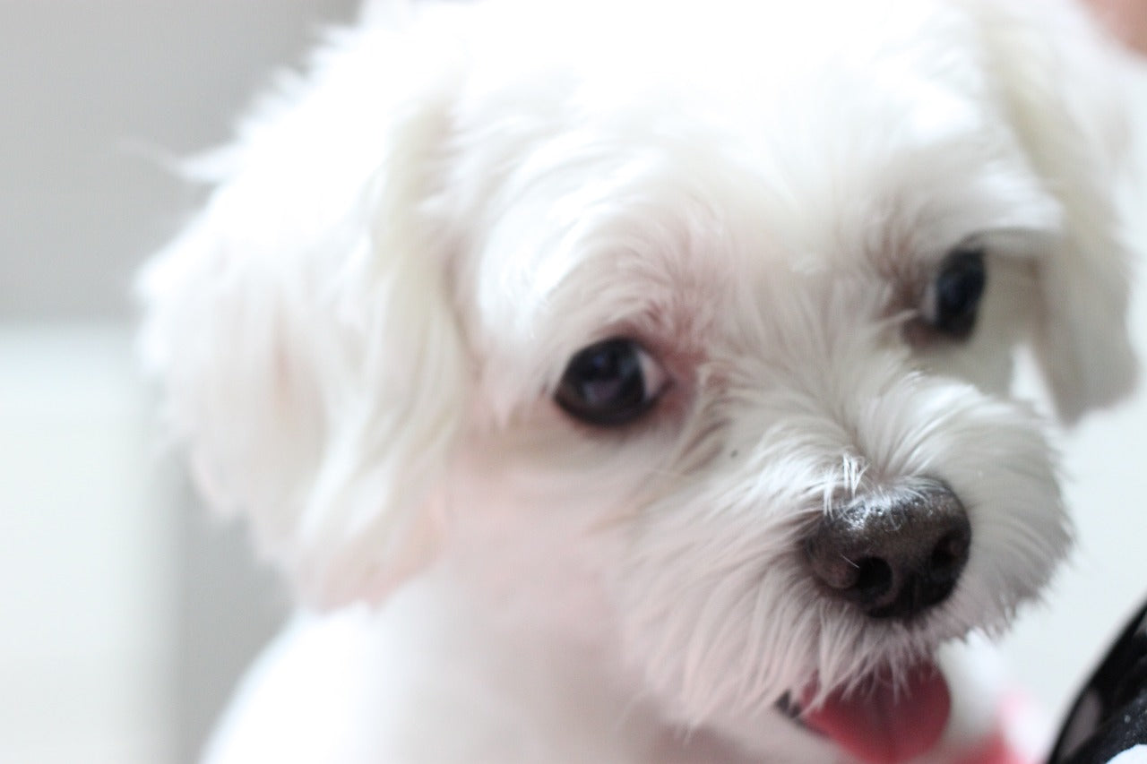 10 Most Common Health Issues Among Small Breed Dogs – Munchbird
