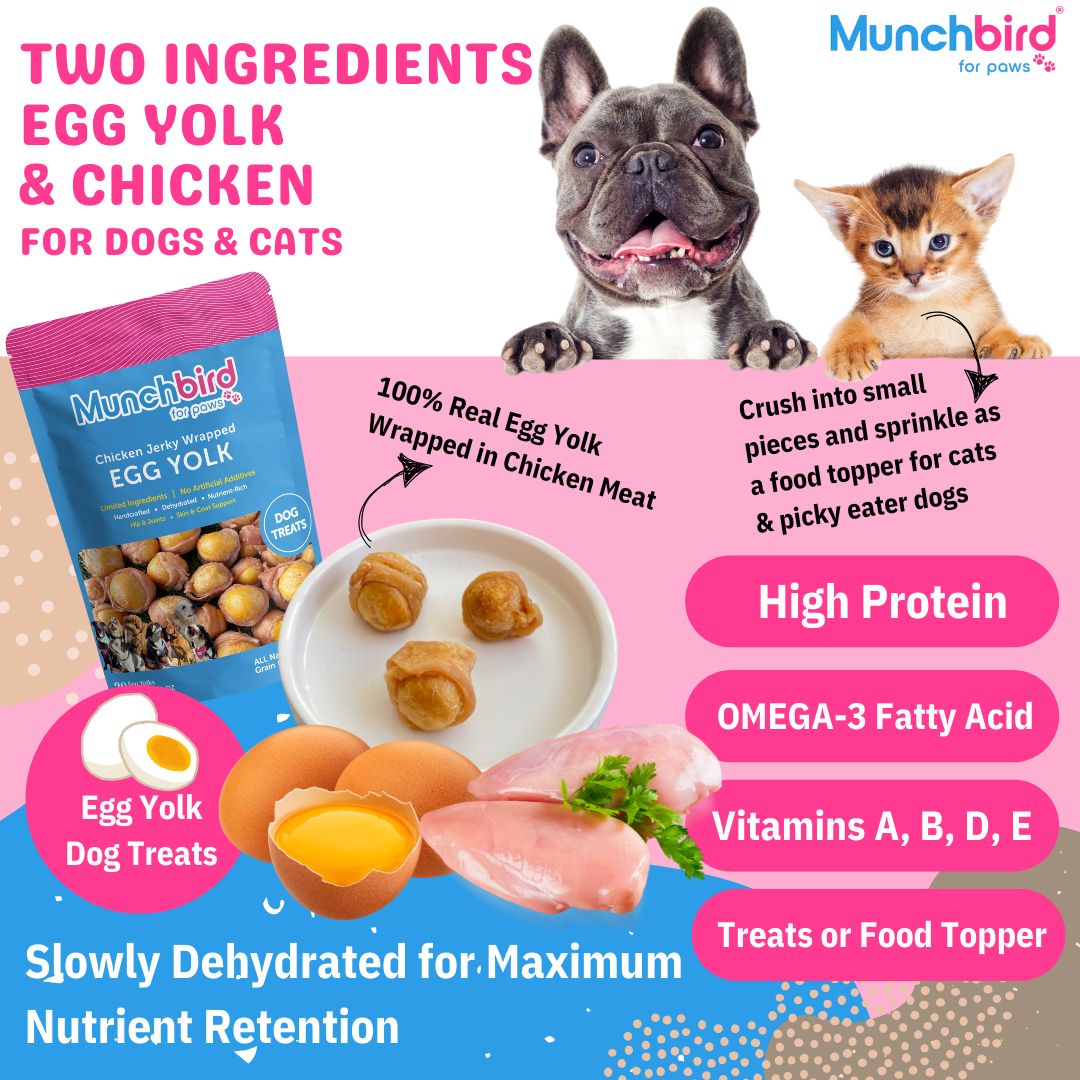 Antibiotics for Dogs Without Vet Prescription (2024): What You Need to ...